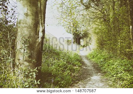 View Through Trees On Image & Photo (Free Trial) | Bigstock