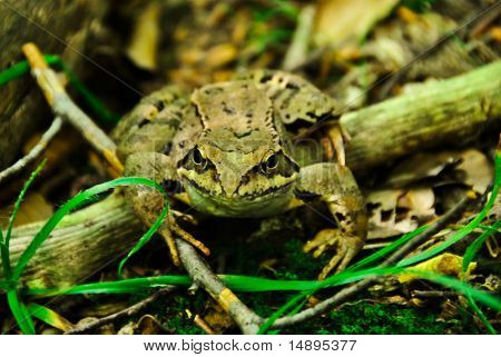 Mad Frog Images, Illustrations & Vectors (Free) - Bigstock