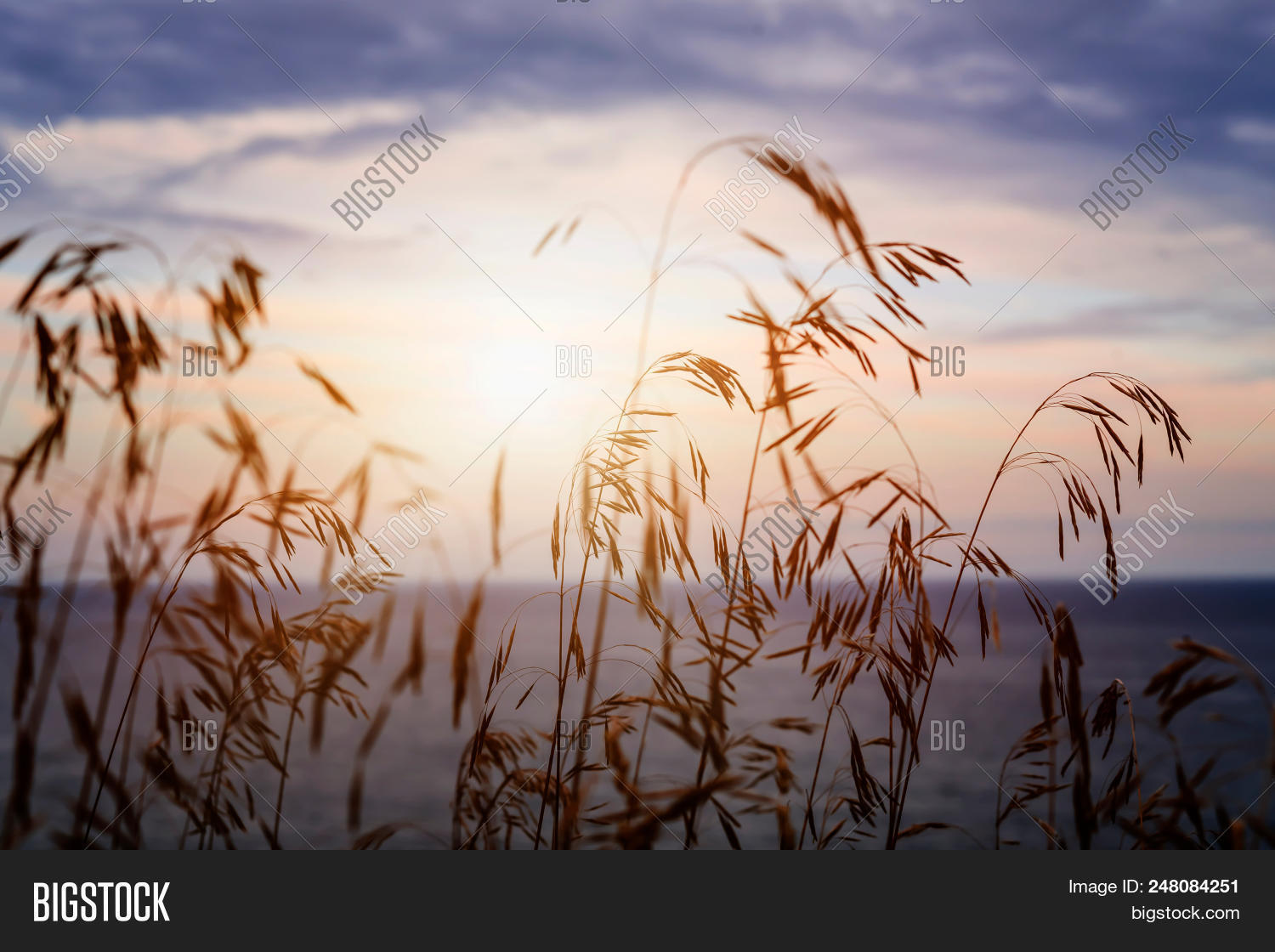 Tall Grass Stalks Image & Photo (Free Trial) | Bigstock
