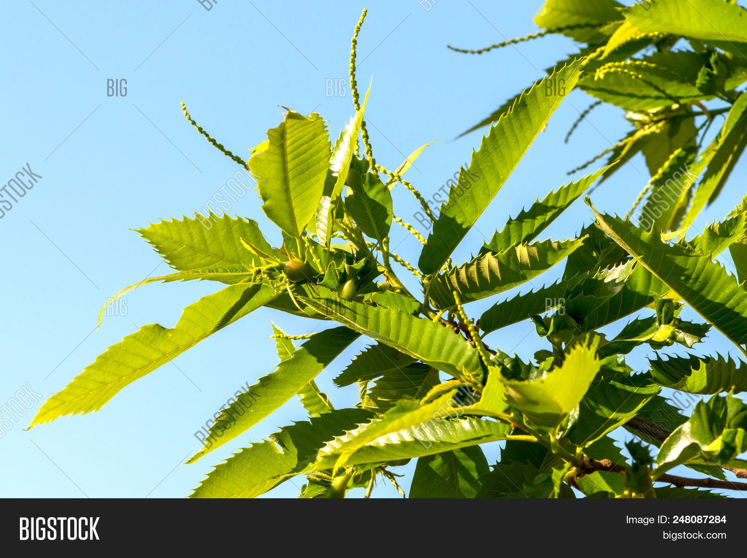 Sweet Chestnut Galls Image & Photo (Free Trial) | Bigstock
