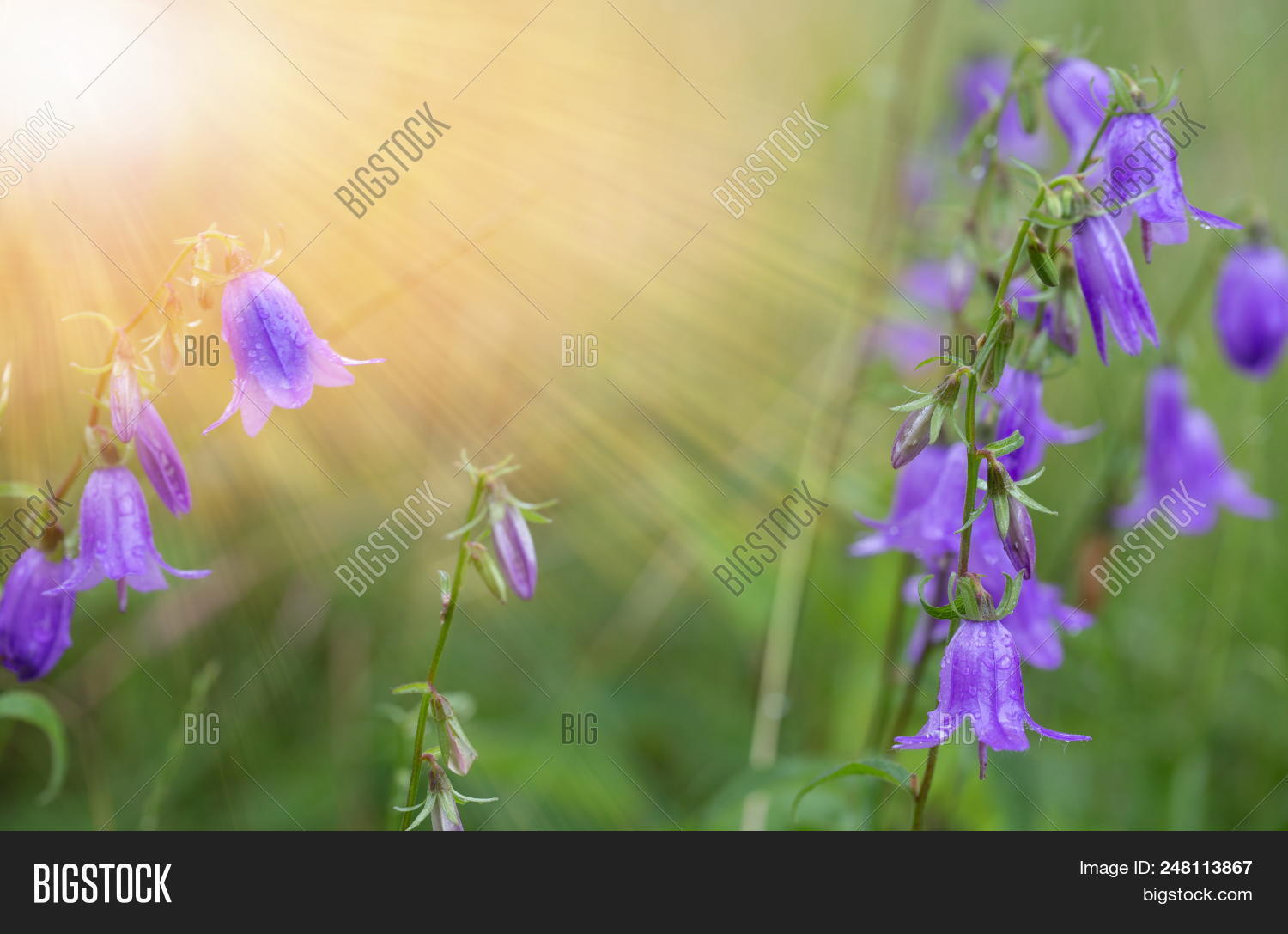 Blue Bell Flowers Sun Image & Photo (Free Trial) | Bigstock
