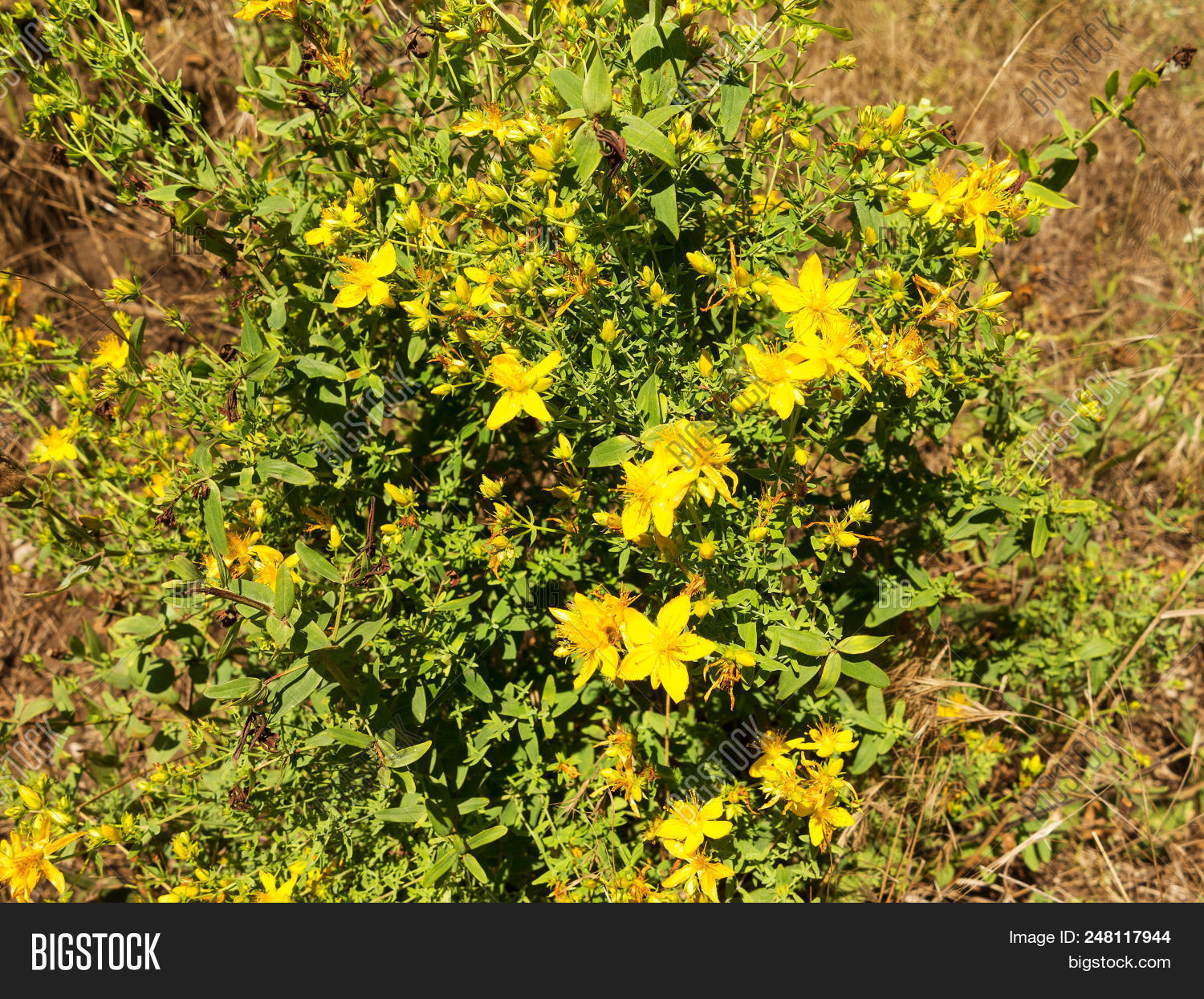 Hypericum Flowers ( Image & Photo (Free Trial) | Bigstock