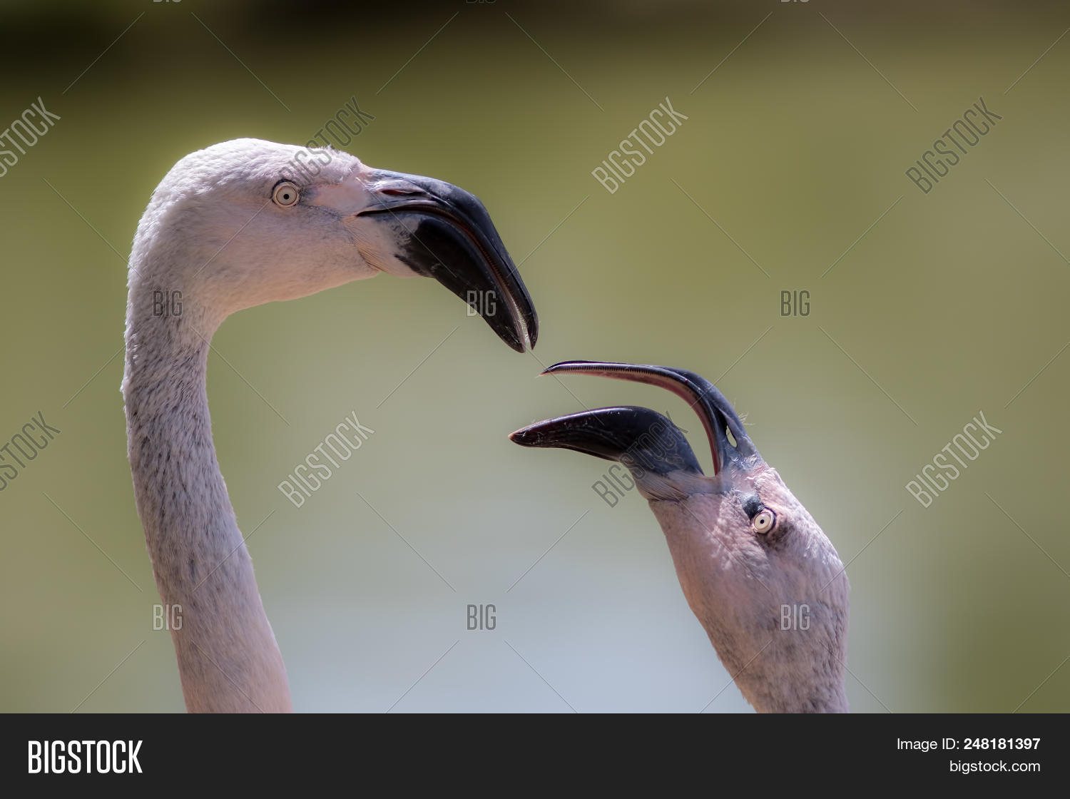Lovers Tiff. Hen- Image & Photo (Free Trial) | Bigstock