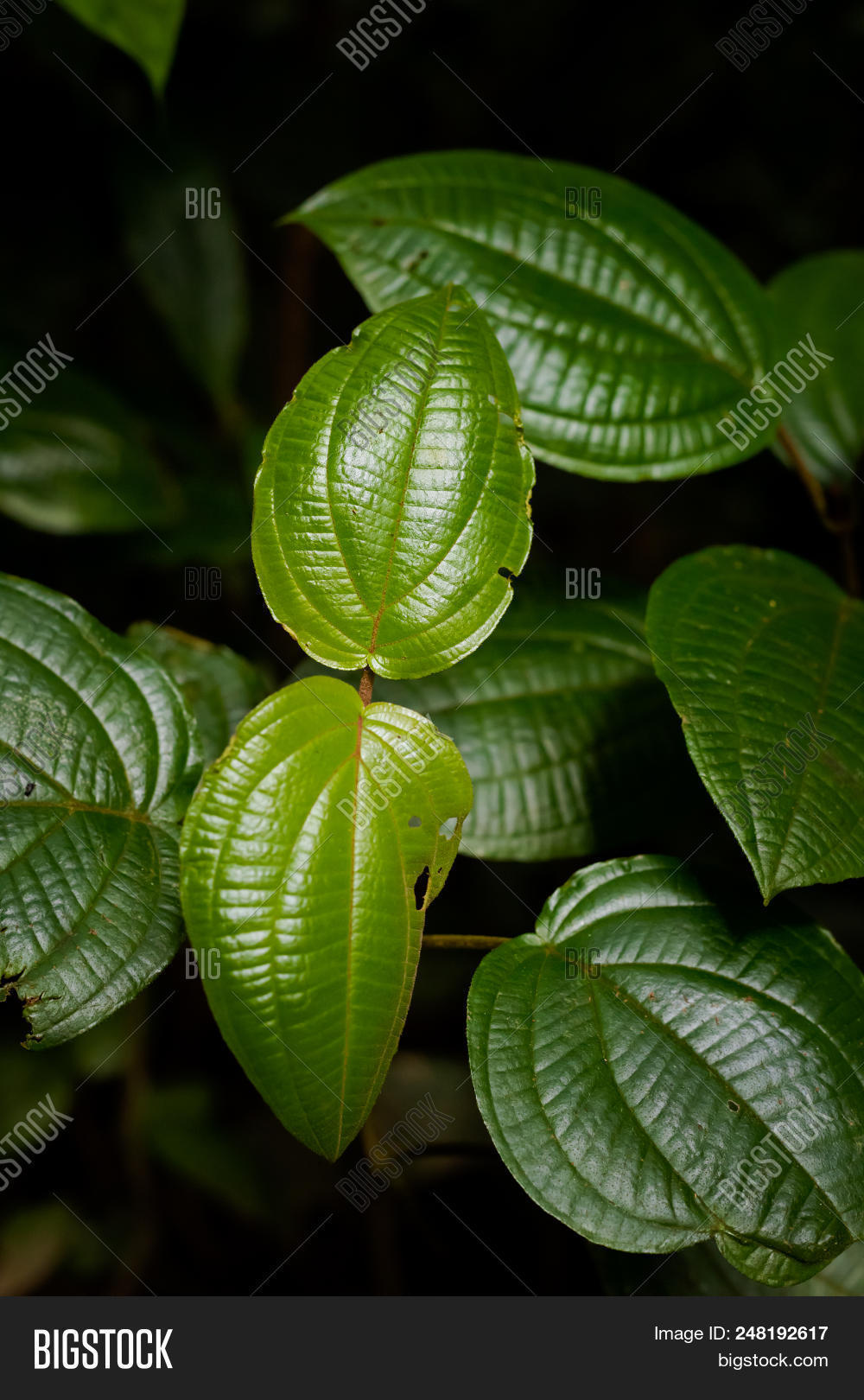 Flora Cameron Image & Photo (Free Trial) | Bigstock