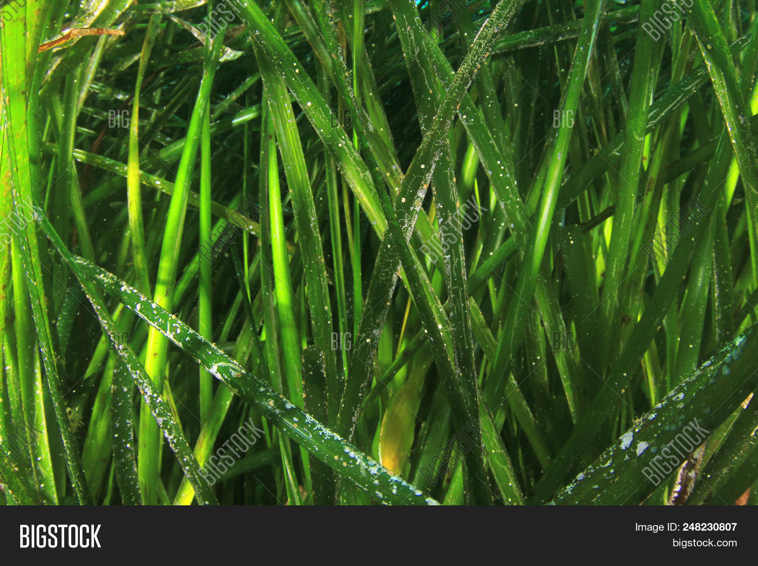 Seagrass Underwater Image & Photo (Free Trial) | Bigstock
