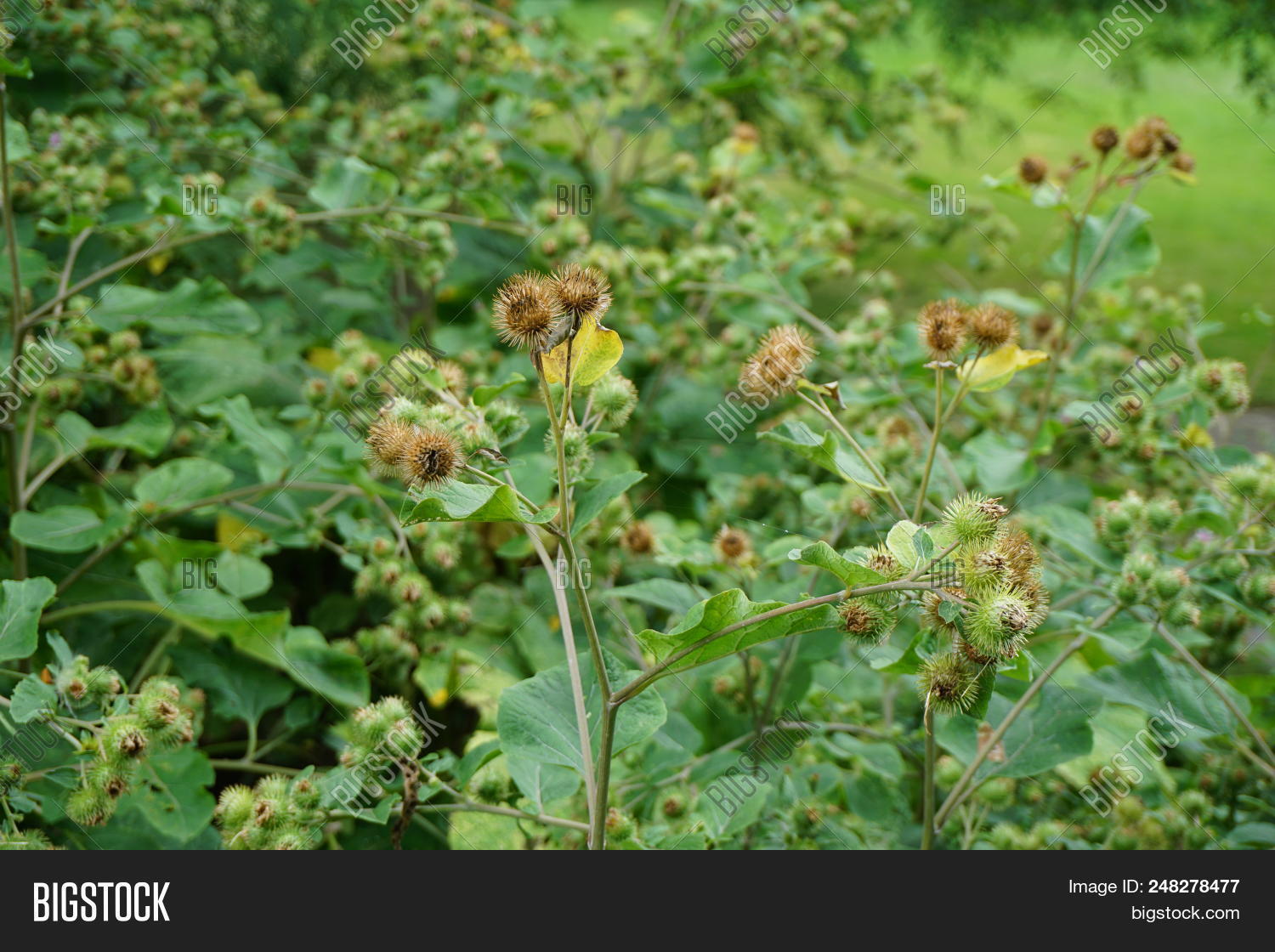 Burrs Develop On Thick Image & Photo (Free Trial) | Bigstock