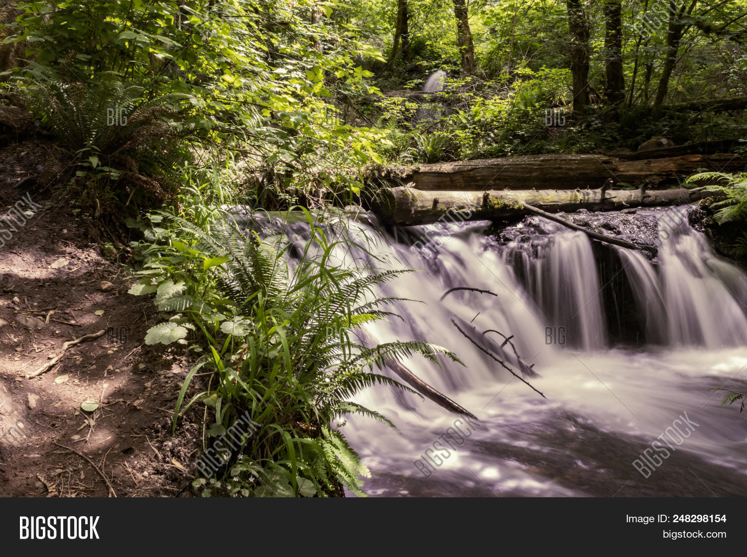 Waterfall Large Leaf Image & Photo (Free Trial) | Bigstock