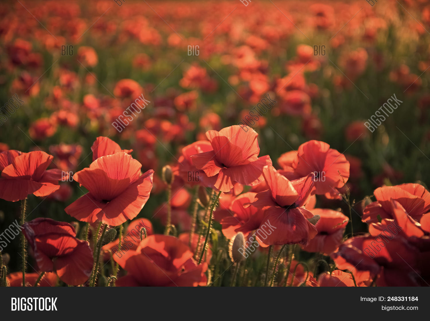 Red Poppies. Sunlit Image & Photo (Free Trial) | Bigstock
