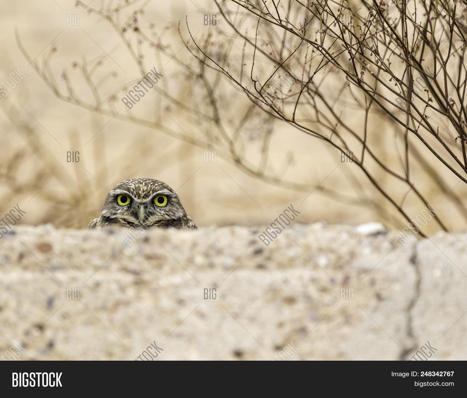 Burrowing Owl Arizona Image & Photo (Free Trial) | Bigstock
