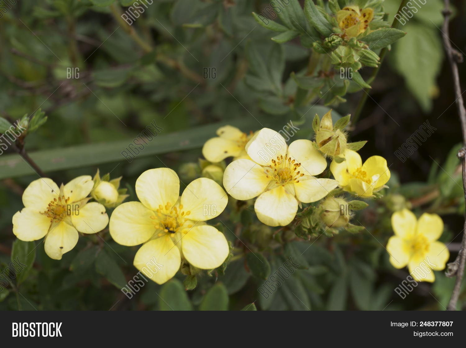 Bush Yellow Cinquefoil Image & Photo (Free Trial) | Bigstock