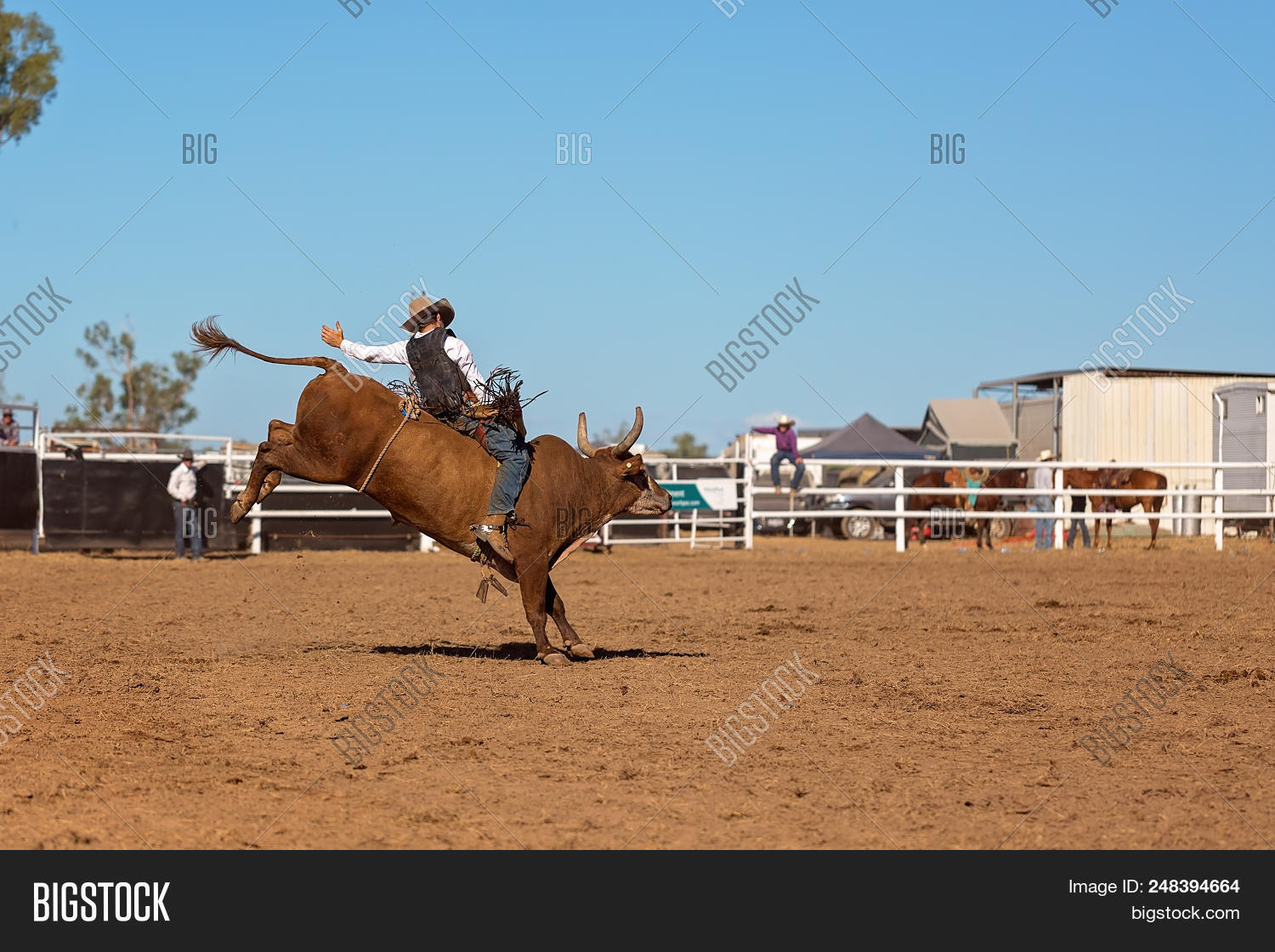 Cowboy Competing Bull Image & Photo (Free Trial) | Bigstock