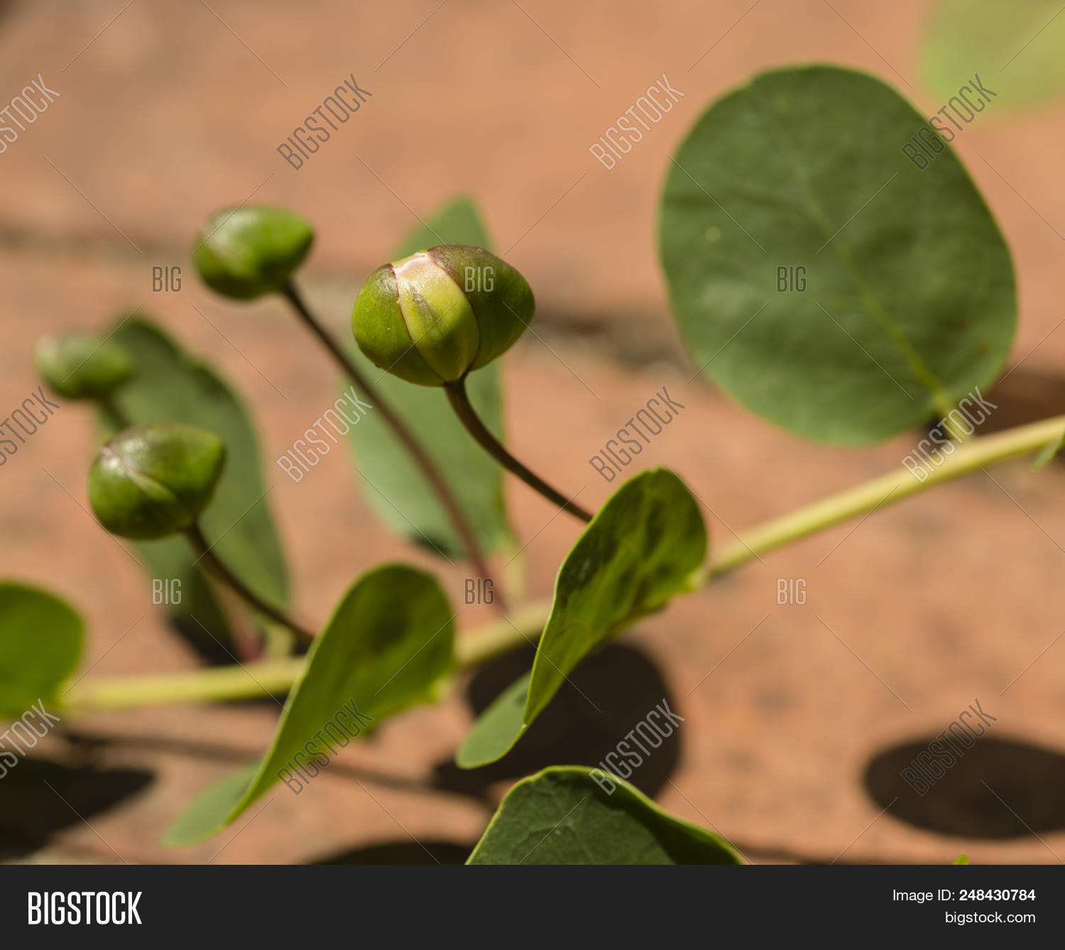Fresh Buds Caper Plant Image & Photo (Free Trial) | Bigstock