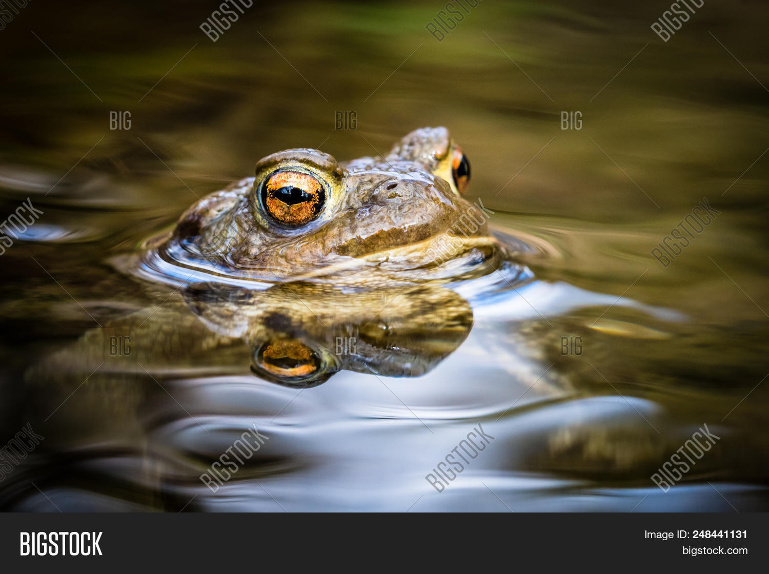 Portrait Beautiful Image & Photo (Free Trial) | Bigstock