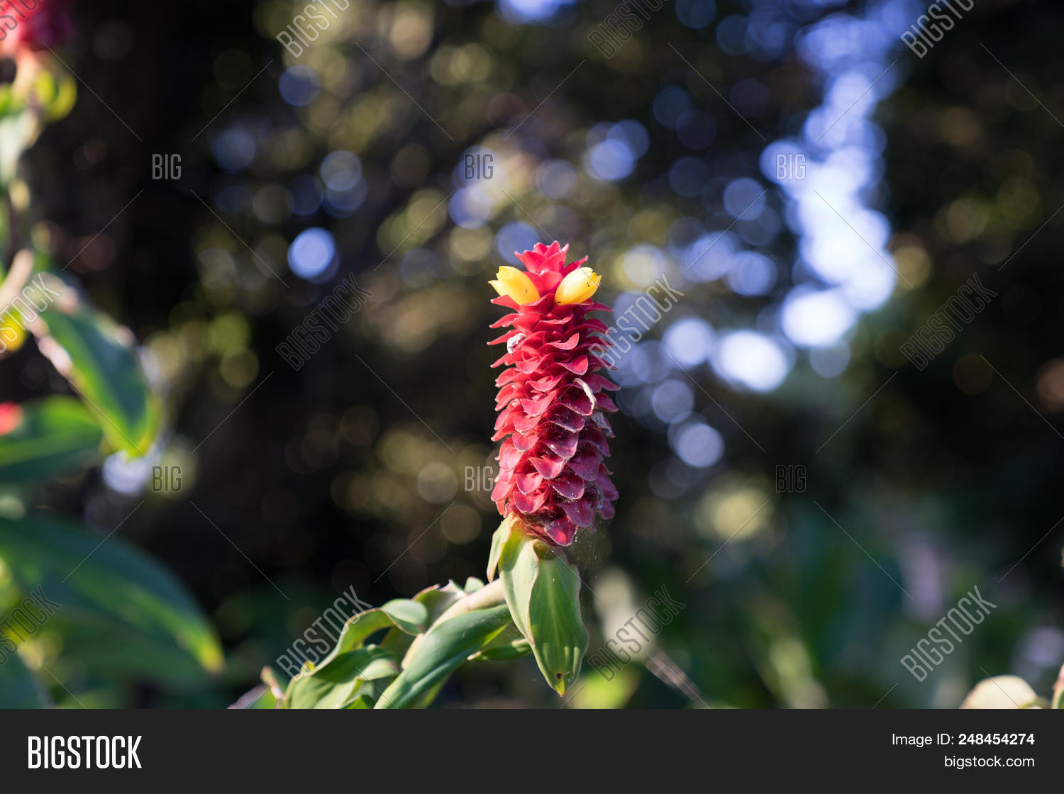 Alpinia Purpurata Red Image & Photo (Free Trial) | Bigstock