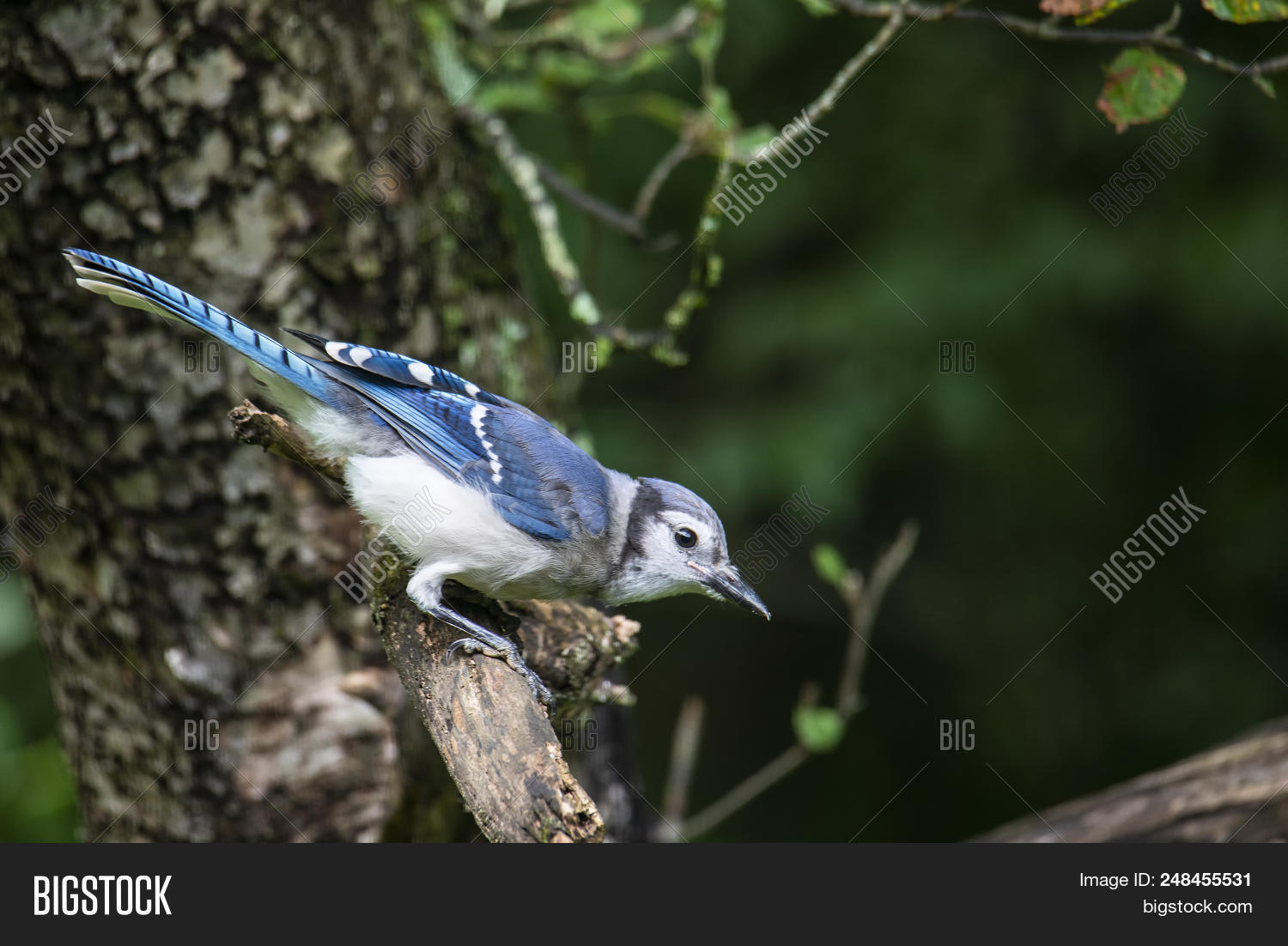 Blue Jay Seen Profile Image & Photo (Free Trial) | Bigstock