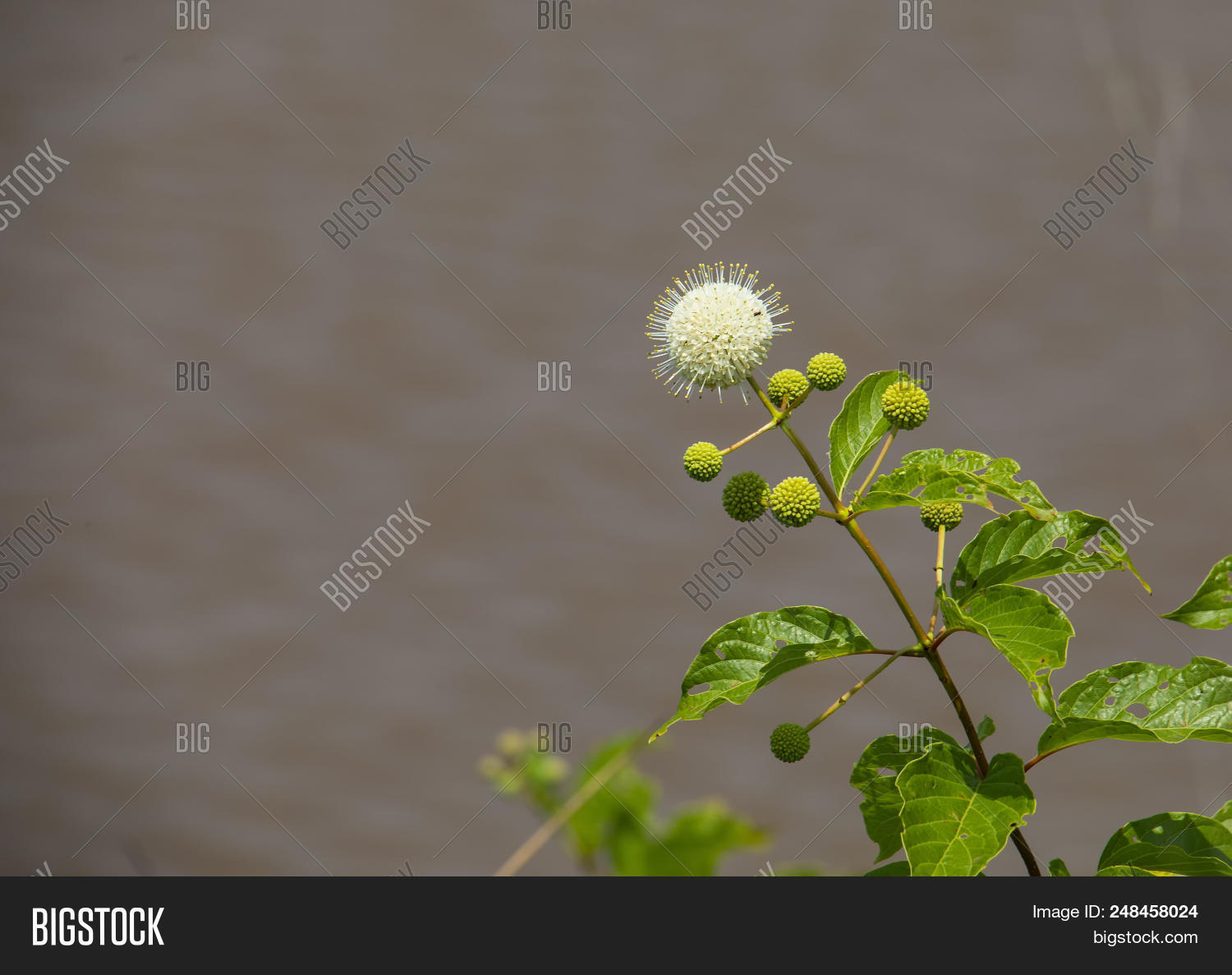 Button Bush Blooming Image & Photo (Free Trial) | Bigstock
