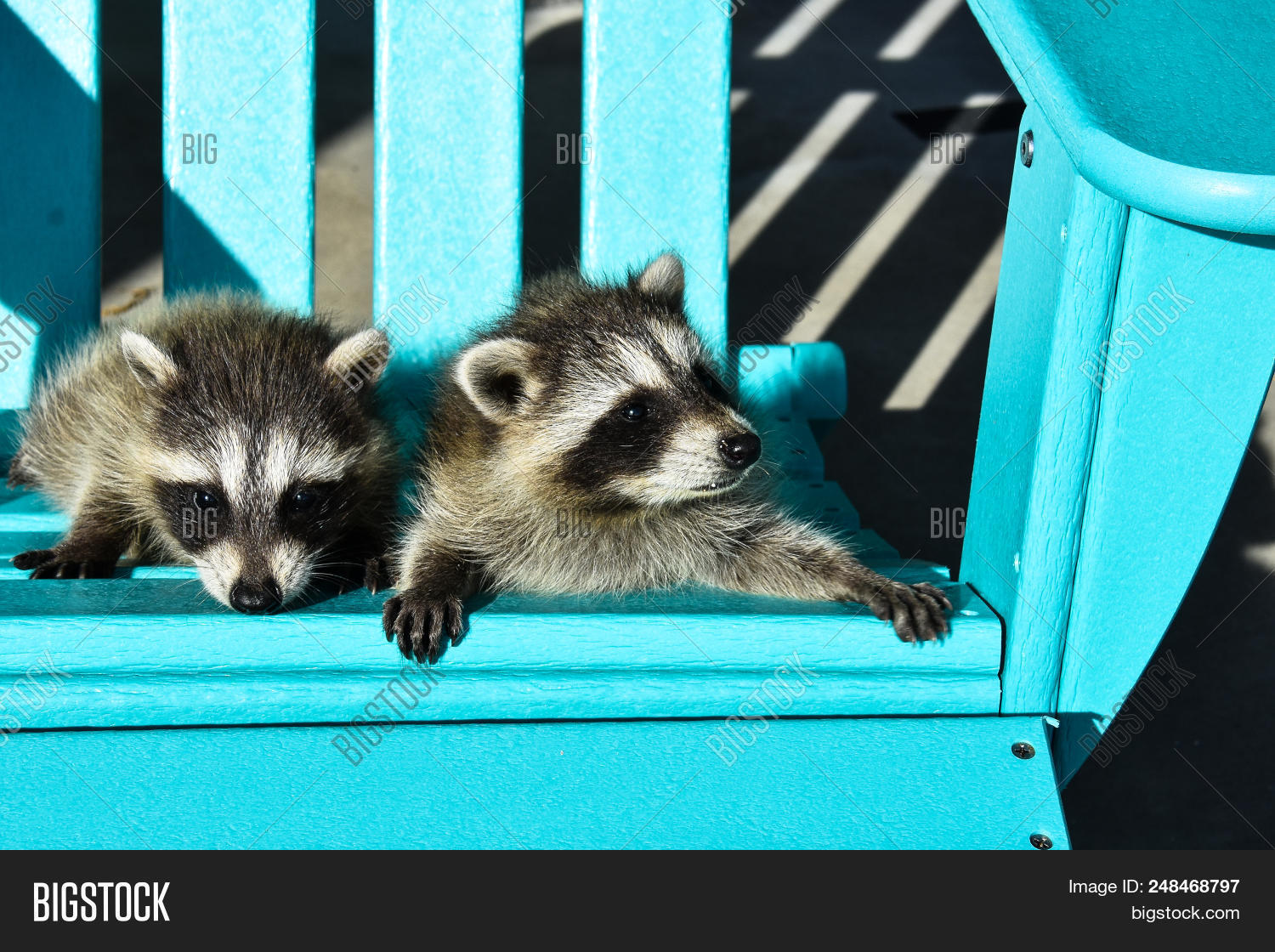 Two Baby Raccoons Image & Photo (Free Trial) | Bigstock