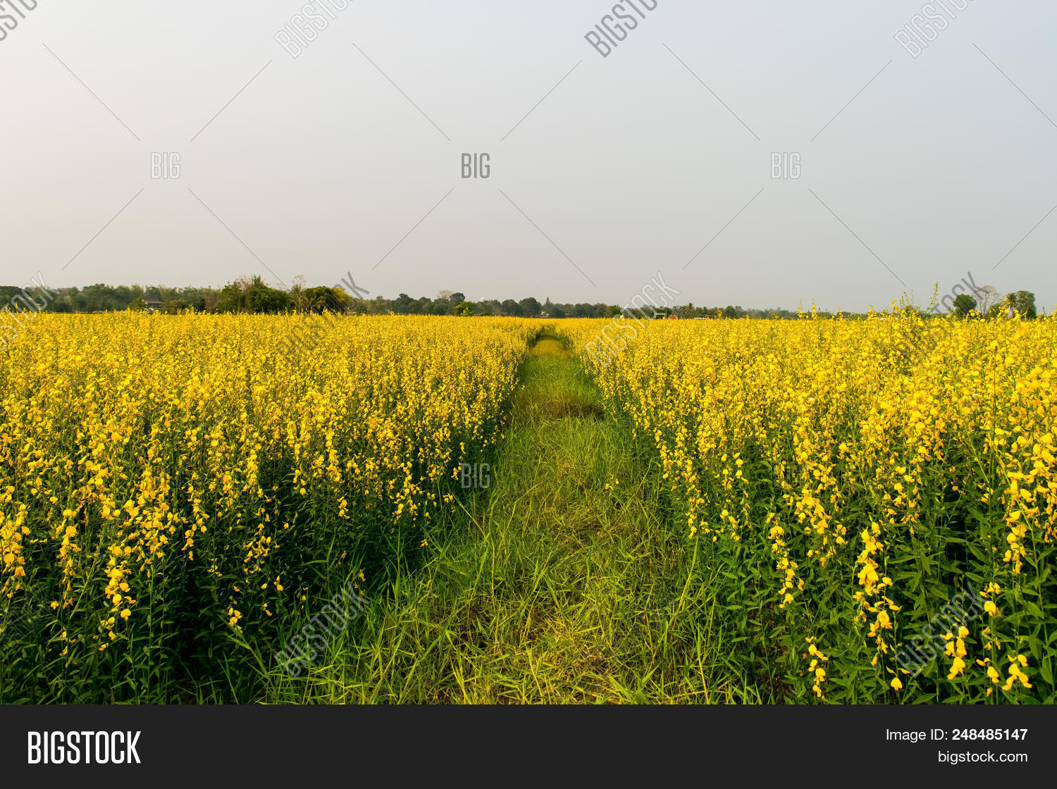 Yellow Field Image & Photo (Free Trial) | Bigstock
