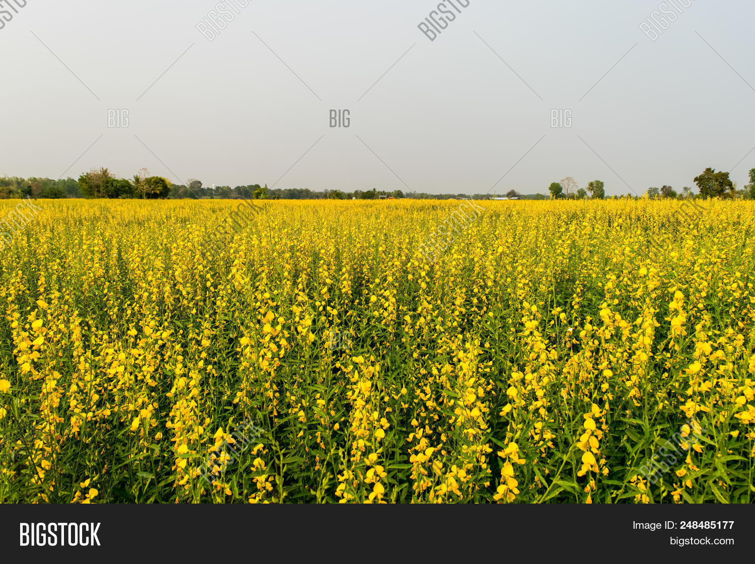 Yellow Field Image & Photo (Free Trial) | Bigstock