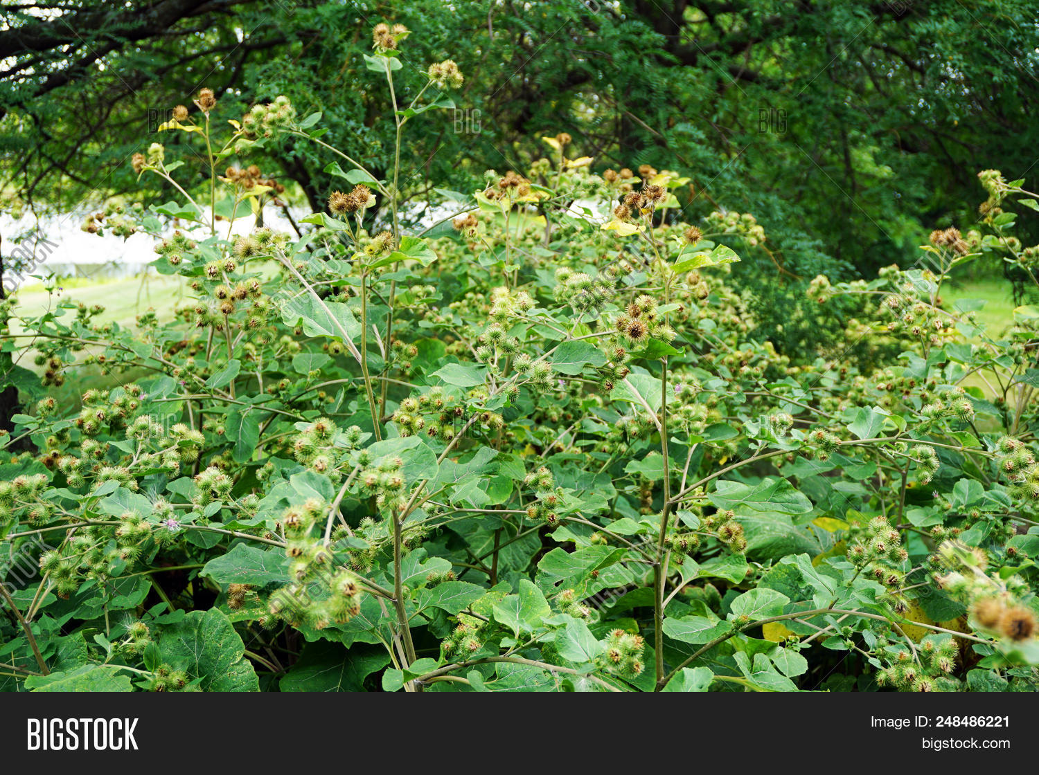 Burrs Develop On Thick Image & Photo (Free Trial) | Bigstock