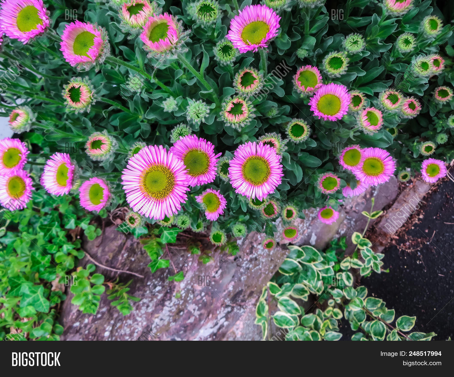 Seaside Daisy Beach Image & Photo (Free Trial) | Bigstock