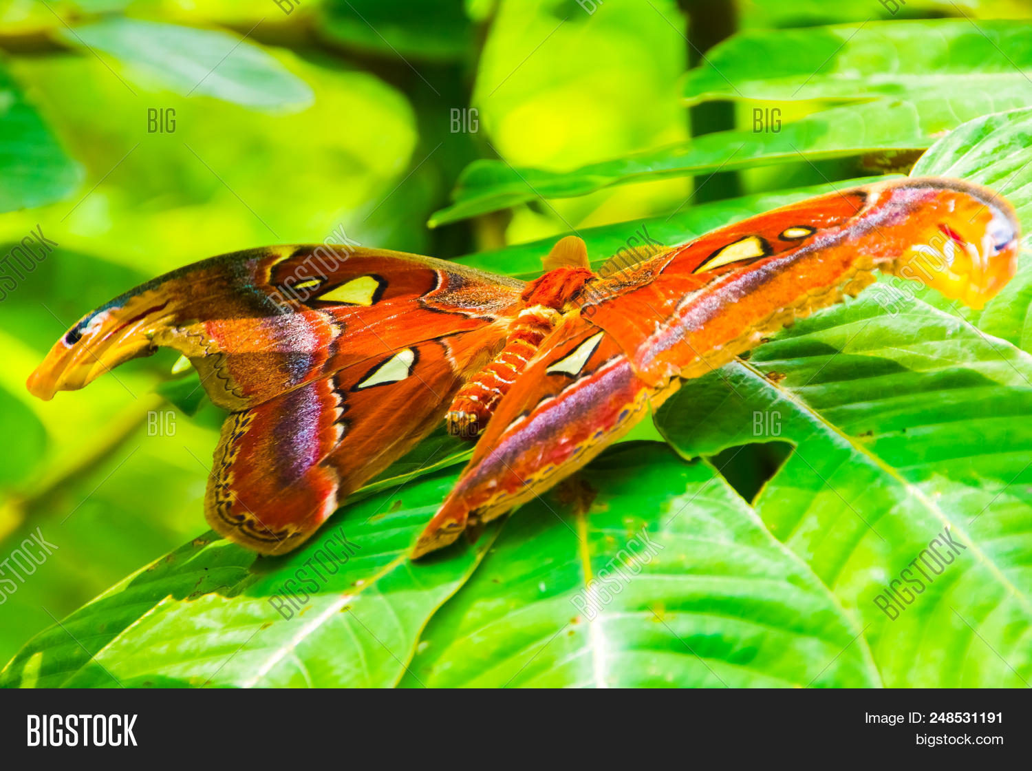 Giant Atlas Butterfly Image & Photo (Free Trial) | Bigstock