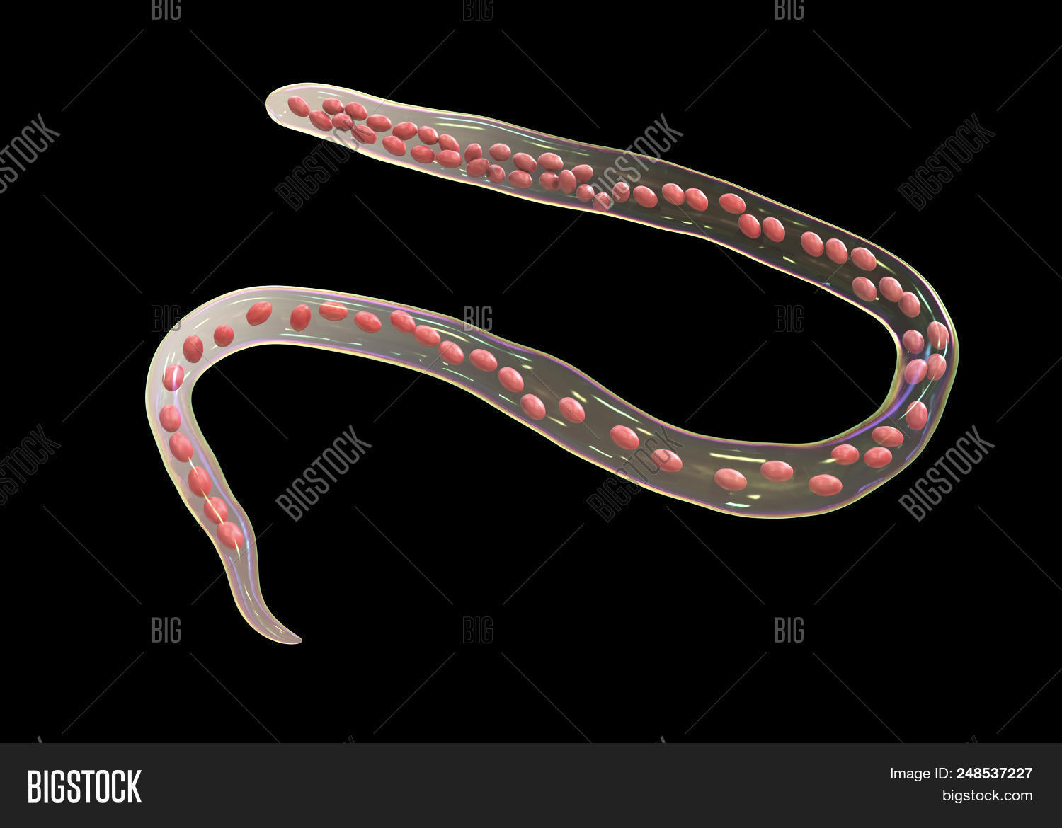 Mansonella Ozzardi, Image & Photo (Free Trial) | Bigstock