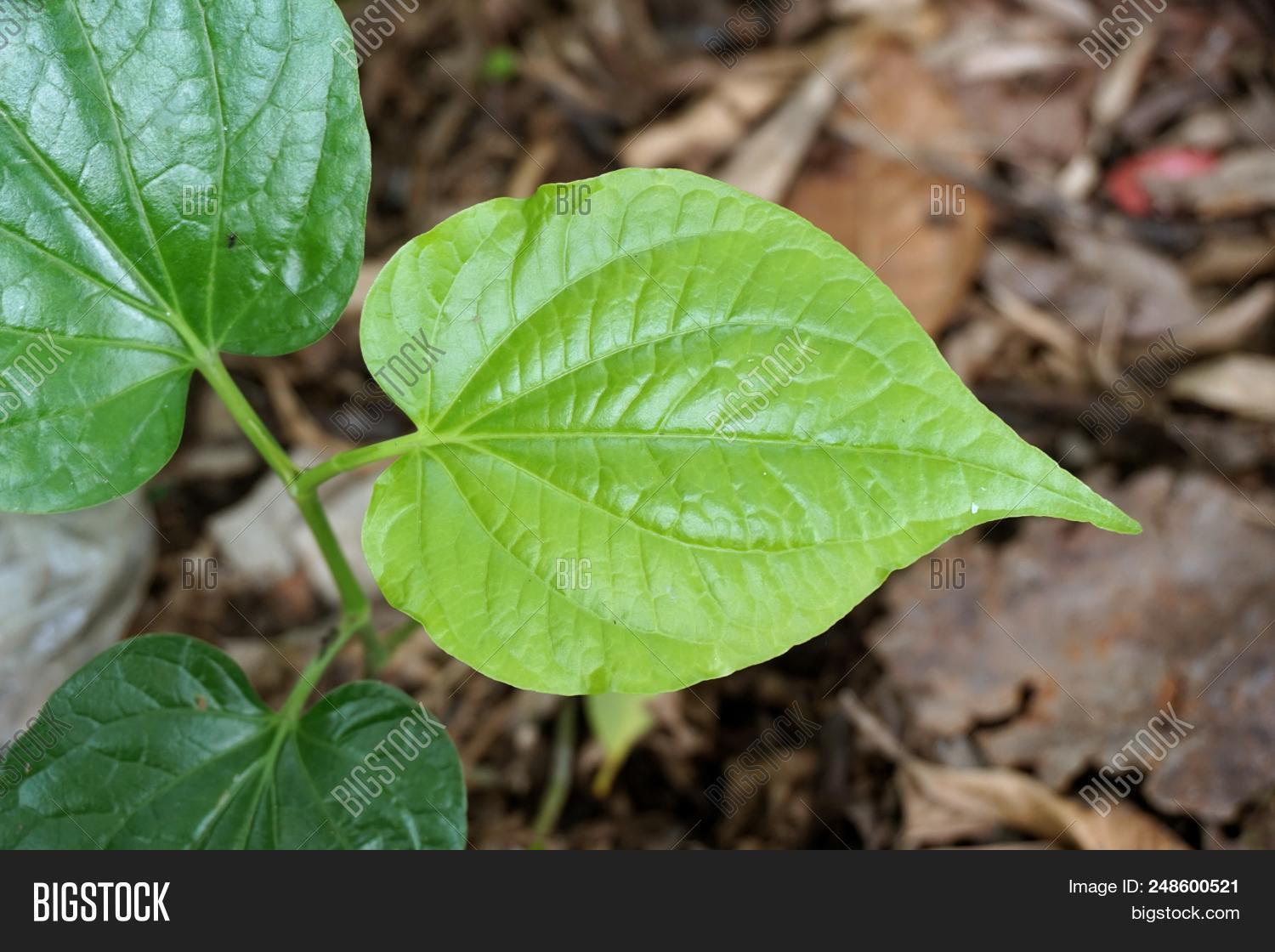Fresh Green Piper Image & Photo (Free Trial) | Bigstock
