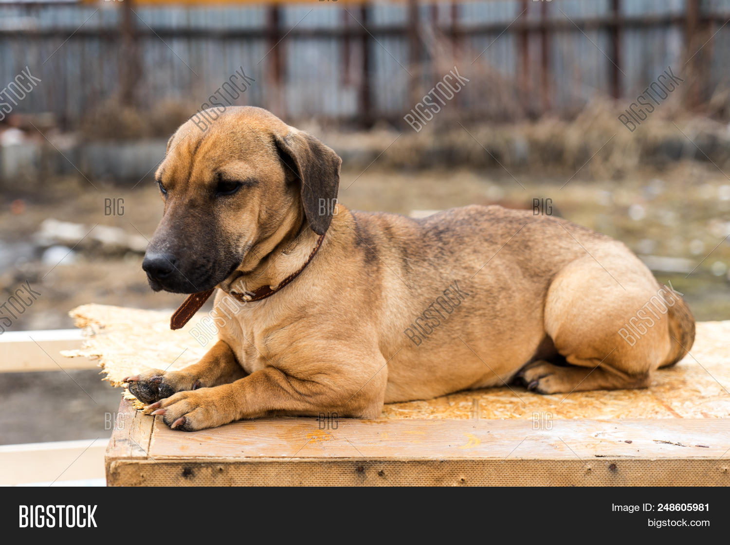 Beautiful Badger Dog Image & Photo (Free Trial) | Bigstock