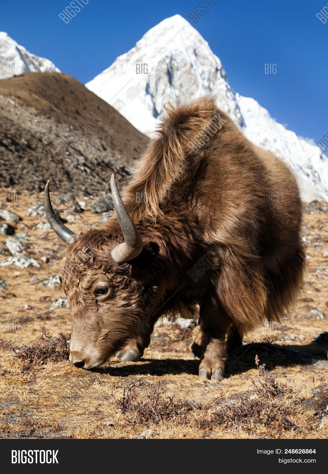 Yak On Way Everest Image & Photo (Free Trial) | Bigstock