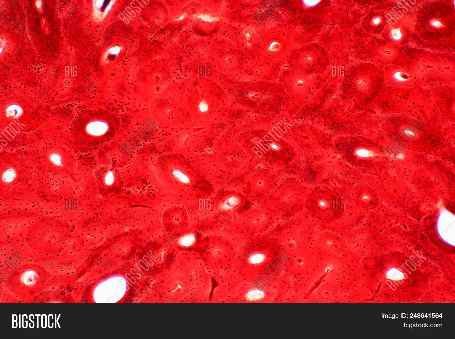 Histology Human Image & Photo (Free Trial) | Bigstock