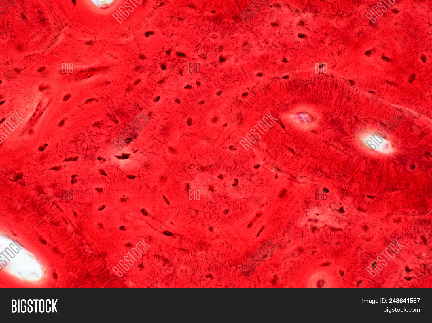 Histology Human Image & Photo (Free Trial) | Bigstock