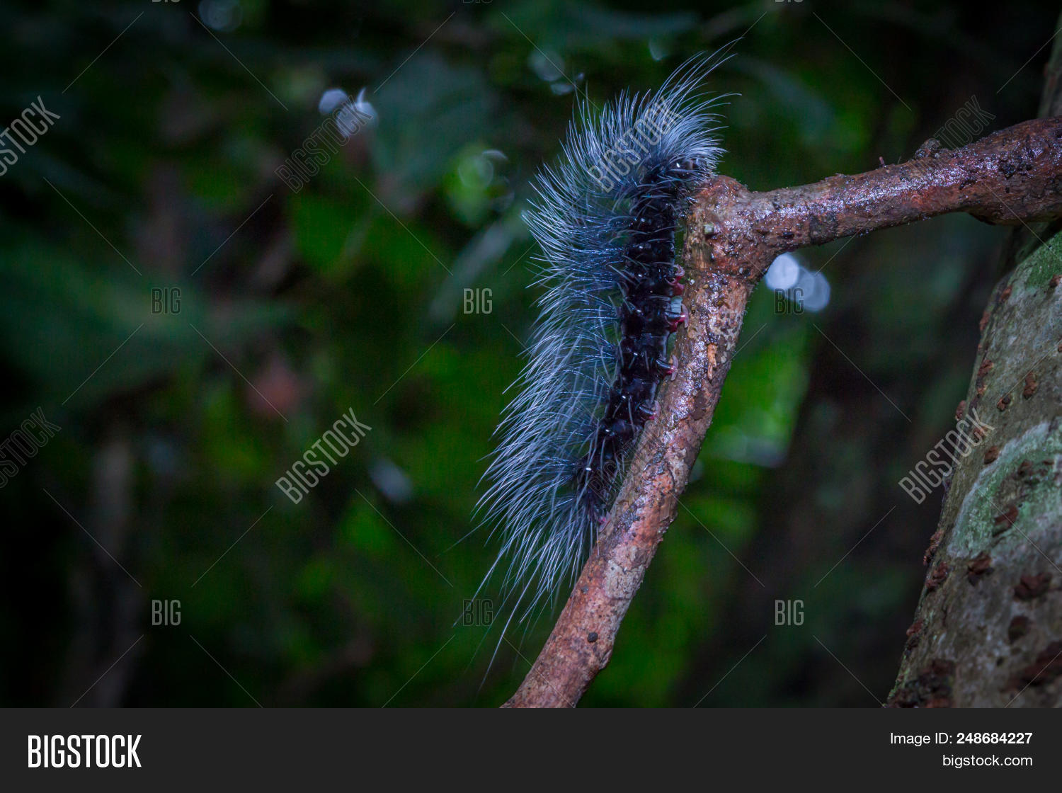 Slug Furry Black Hairy Image & Photo (Free Trial) | Bigstock