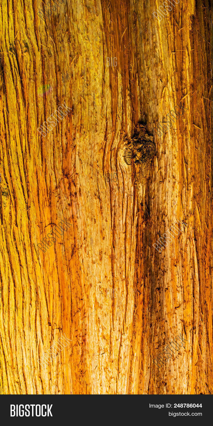 Coast Redwood Very Image & Photo (Free Trial) | Bigstock
