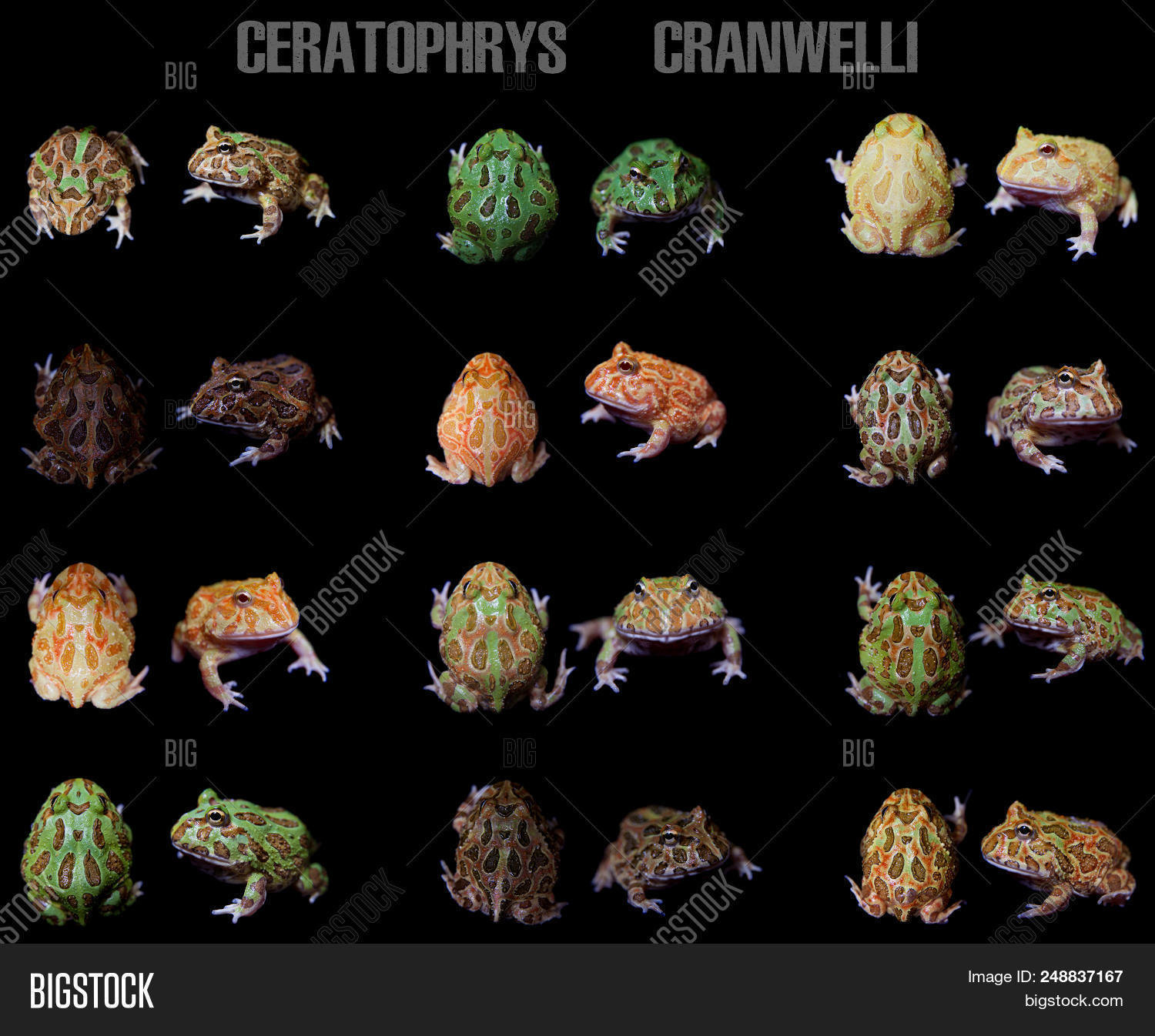 Chachoan Horned Frogs Image & Photo (Free Trial) | Bigstock