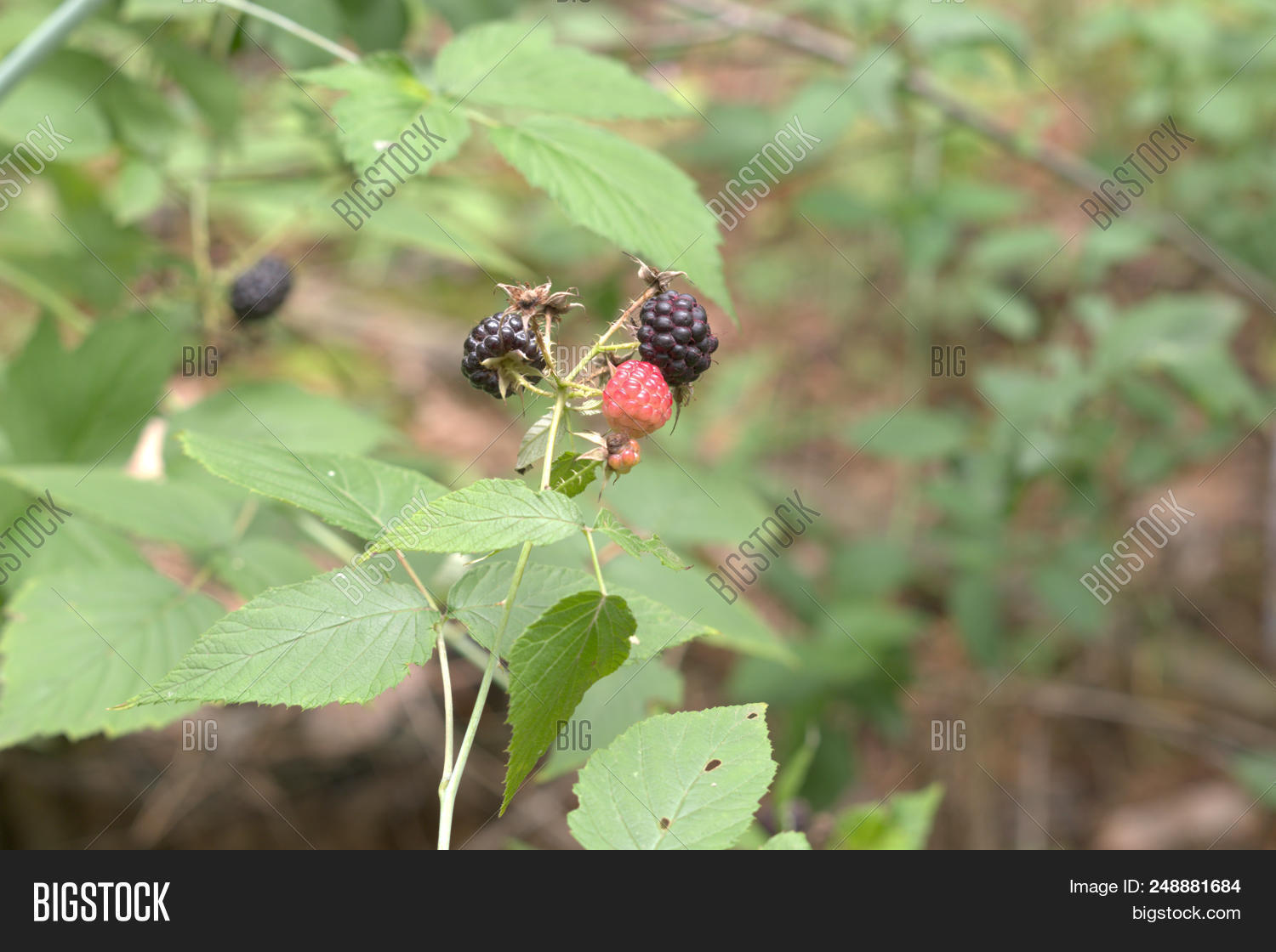 Black Raspberry Image & Photo (Free Trial) | Bigstock