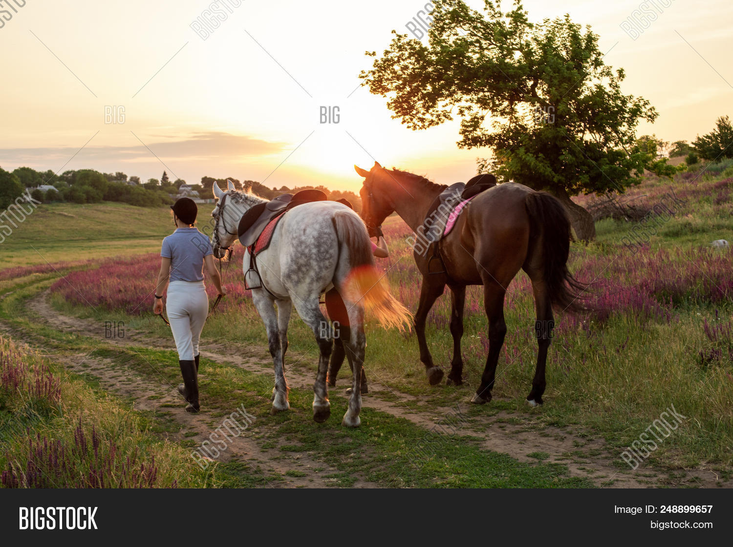 Two Horses Together
