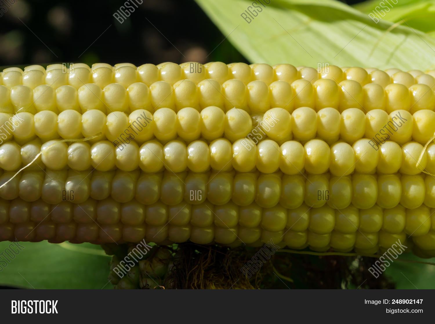 Young Corn Cobs Field Image & Photo (Free Trial) | Bigstock