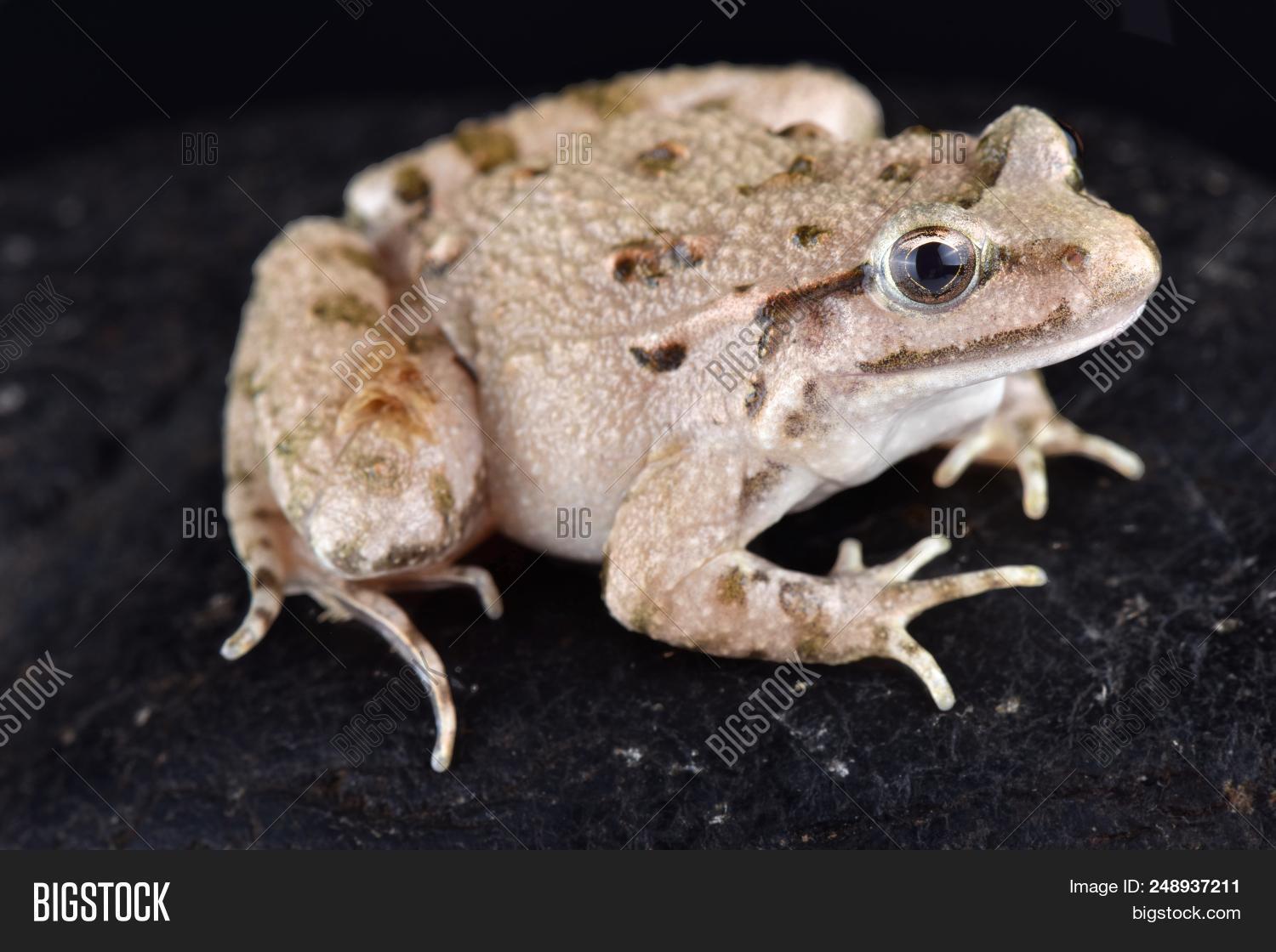 Moroccan Painted Frog Image & Photo (Free Trial) | Bigstock