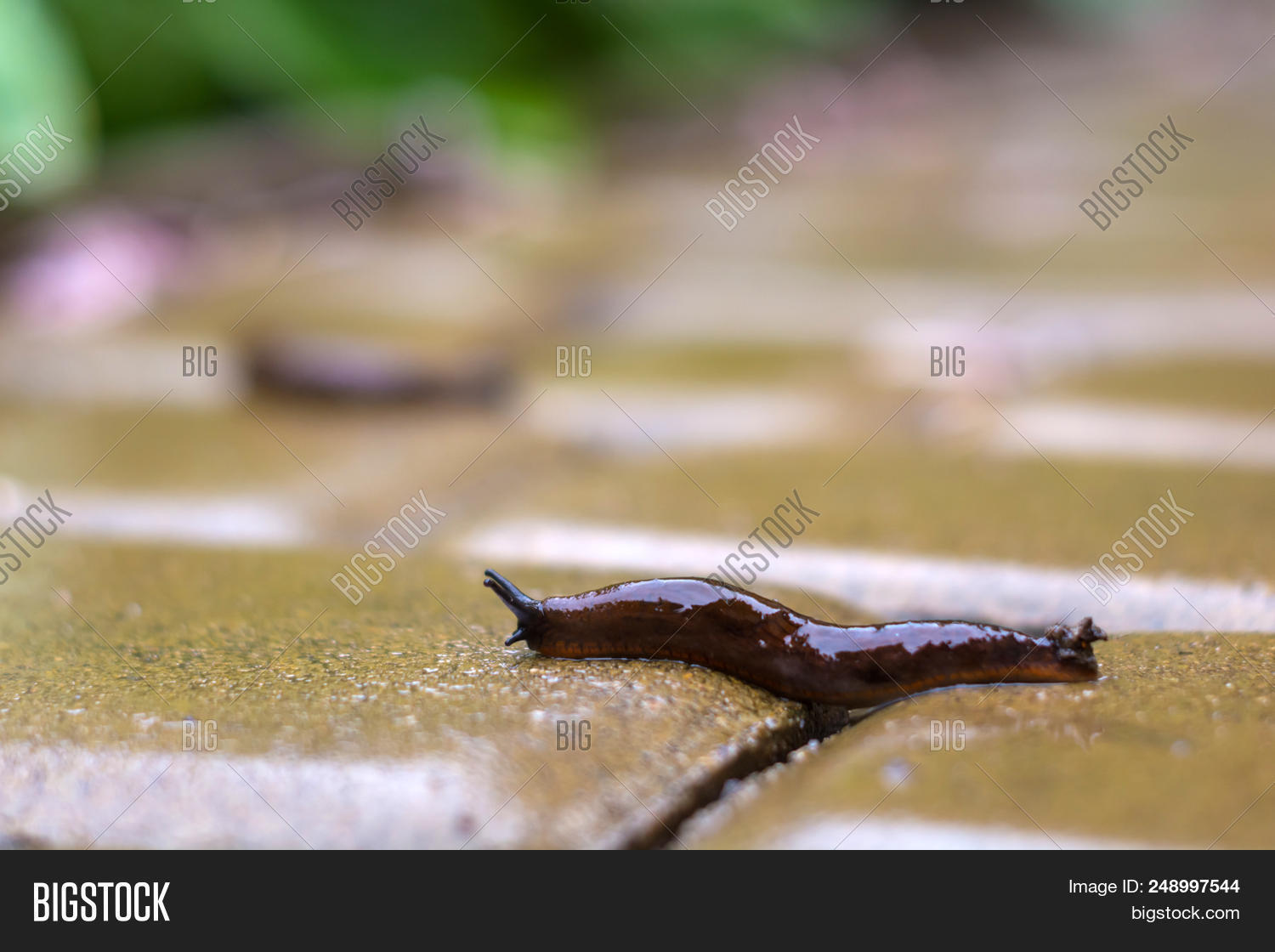 Brown Slug Crawls On Image & Photo (Free Trial) | Bigstock