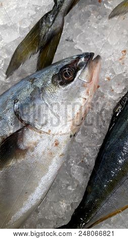 Beautiful Picture Image & Photo (Free Trial) | Bigstock