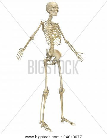 Human Skeleton Anatomy Image & Photo (Free Trial) | Bigstock