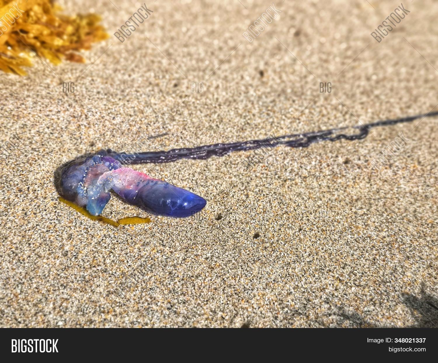 Dangerous Bluebottle Image & Photo (Free Trial) | Bigstock