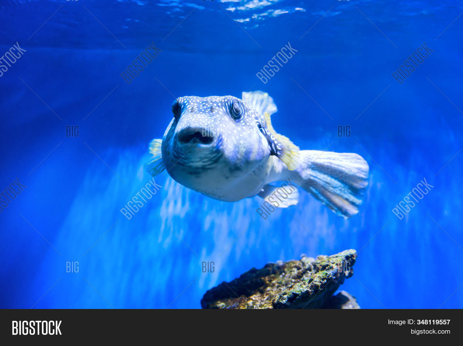 Fugu Fish Nature Image & Photo (Free Trial) | Bigstock