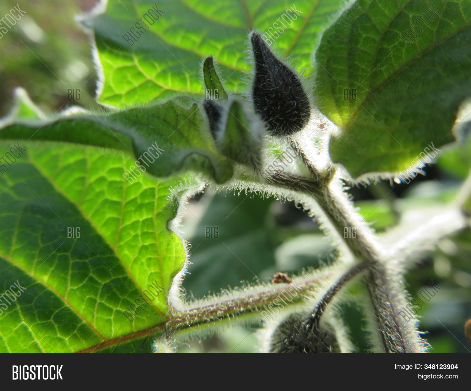 Macro Photo Backlit Image & Photo (Free Trial) | Bigstock