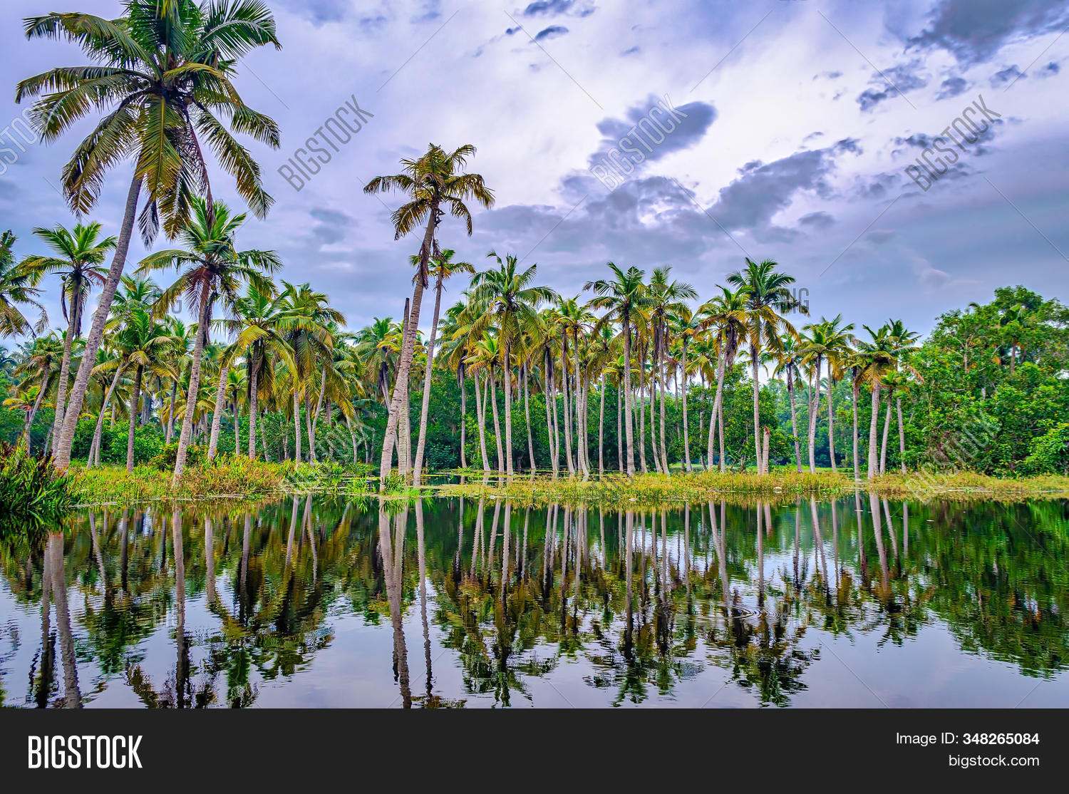 Coconut Trees In Kerala