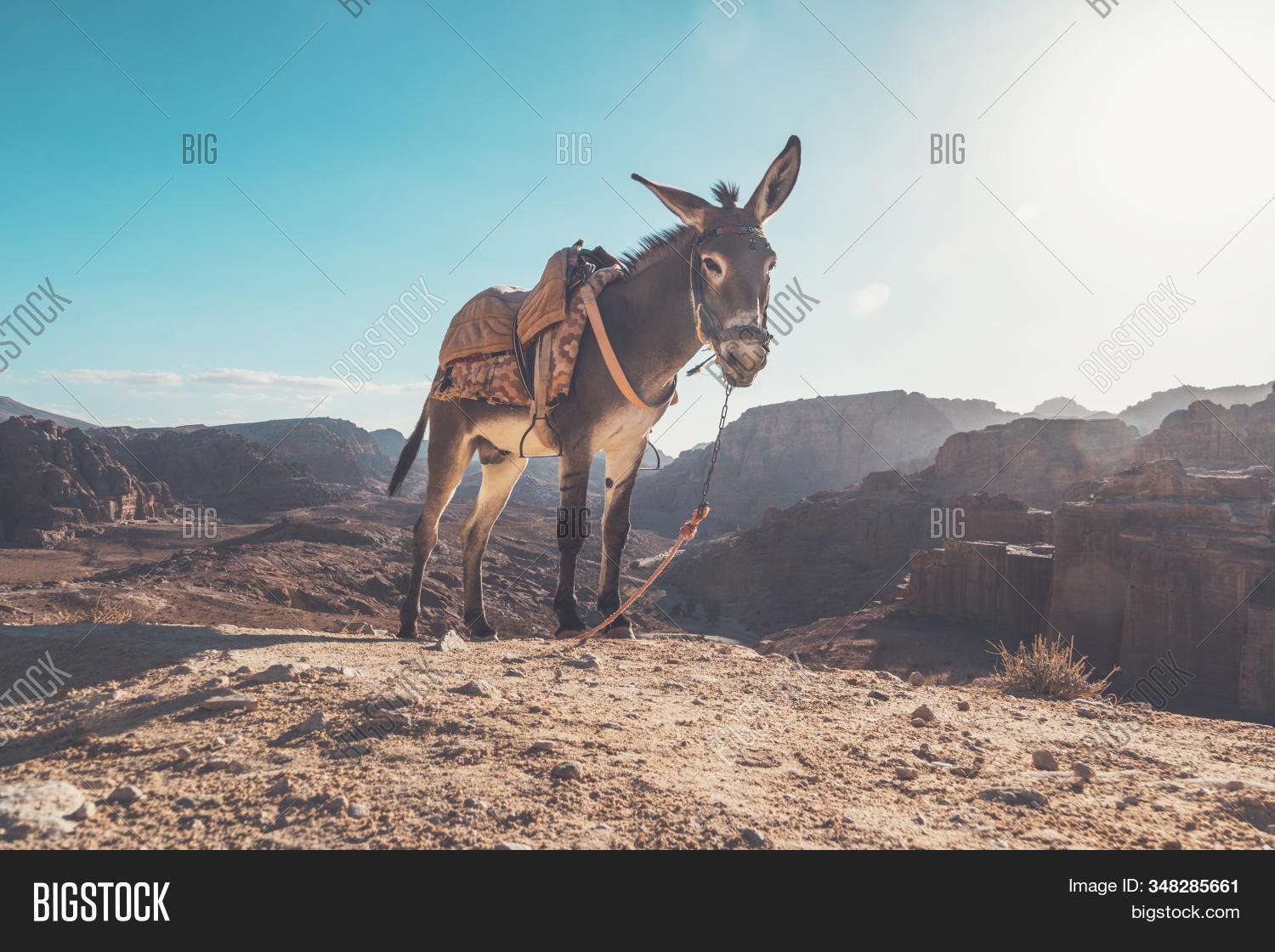 Donkey Desert Be Ride Image & Photo (Free Trial) | Bigstock