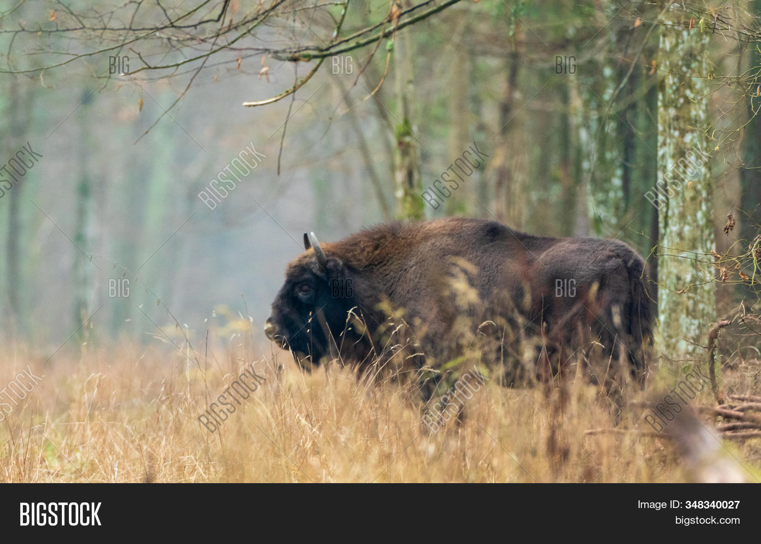 European Bison(bison Image & Photo (Free Trial) | Bigstock