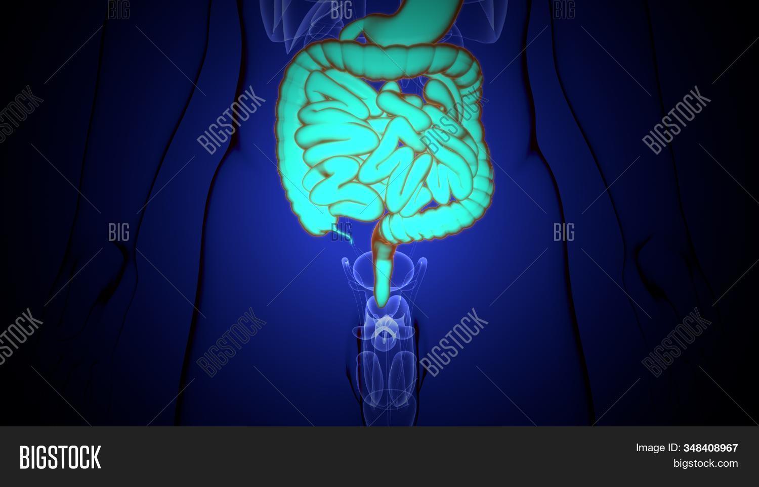 3d Rendered Anatomy Image & Photo (Free Trial) | Bigstock