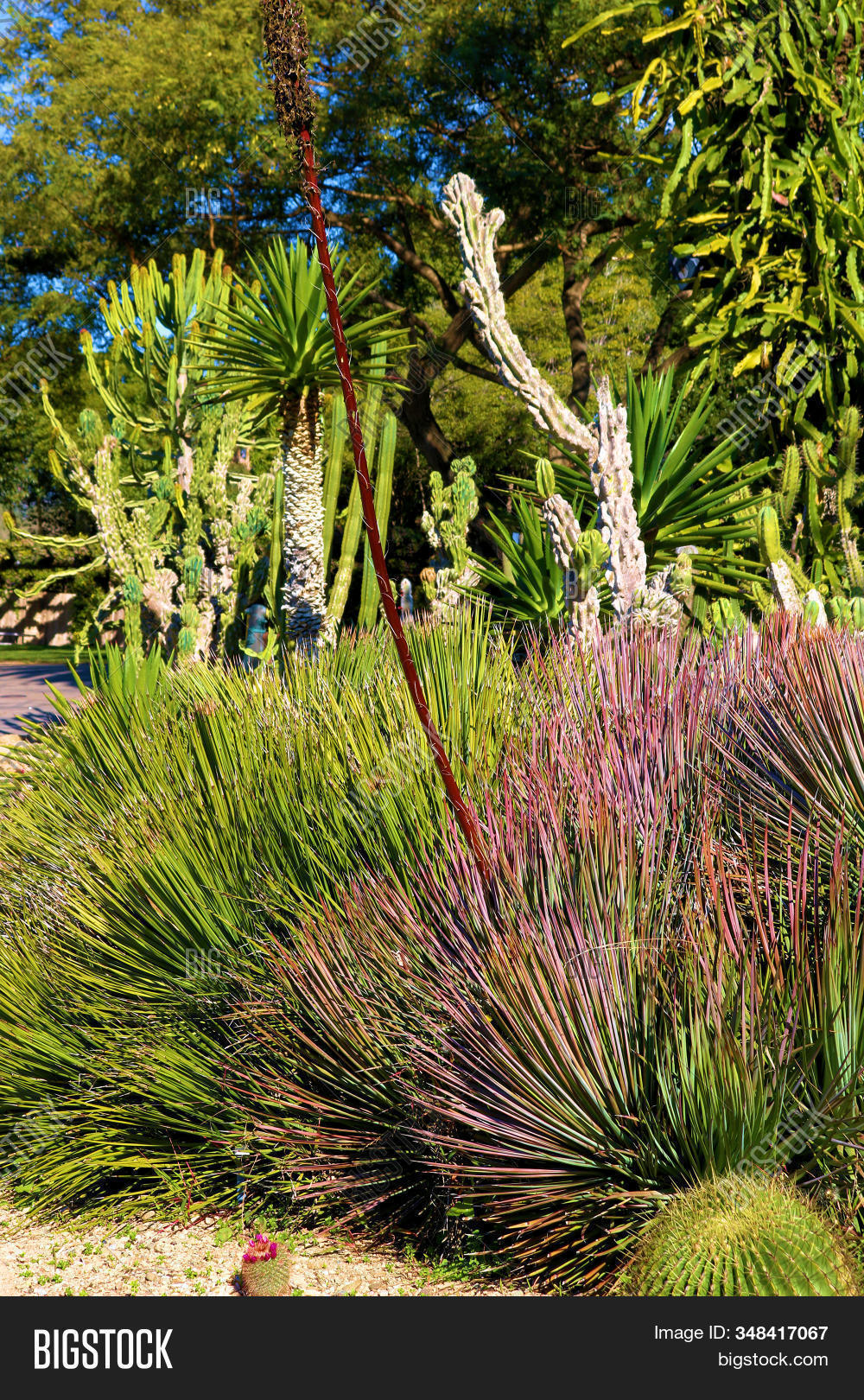 Chaparral Shrubs Cacti Image & Photo (Free Trial) | Bigstock